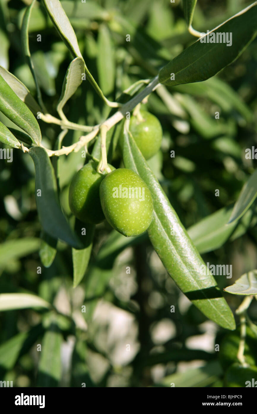 Green olive tree with macro closeup fruits in Mediterranean Spain Stock ...