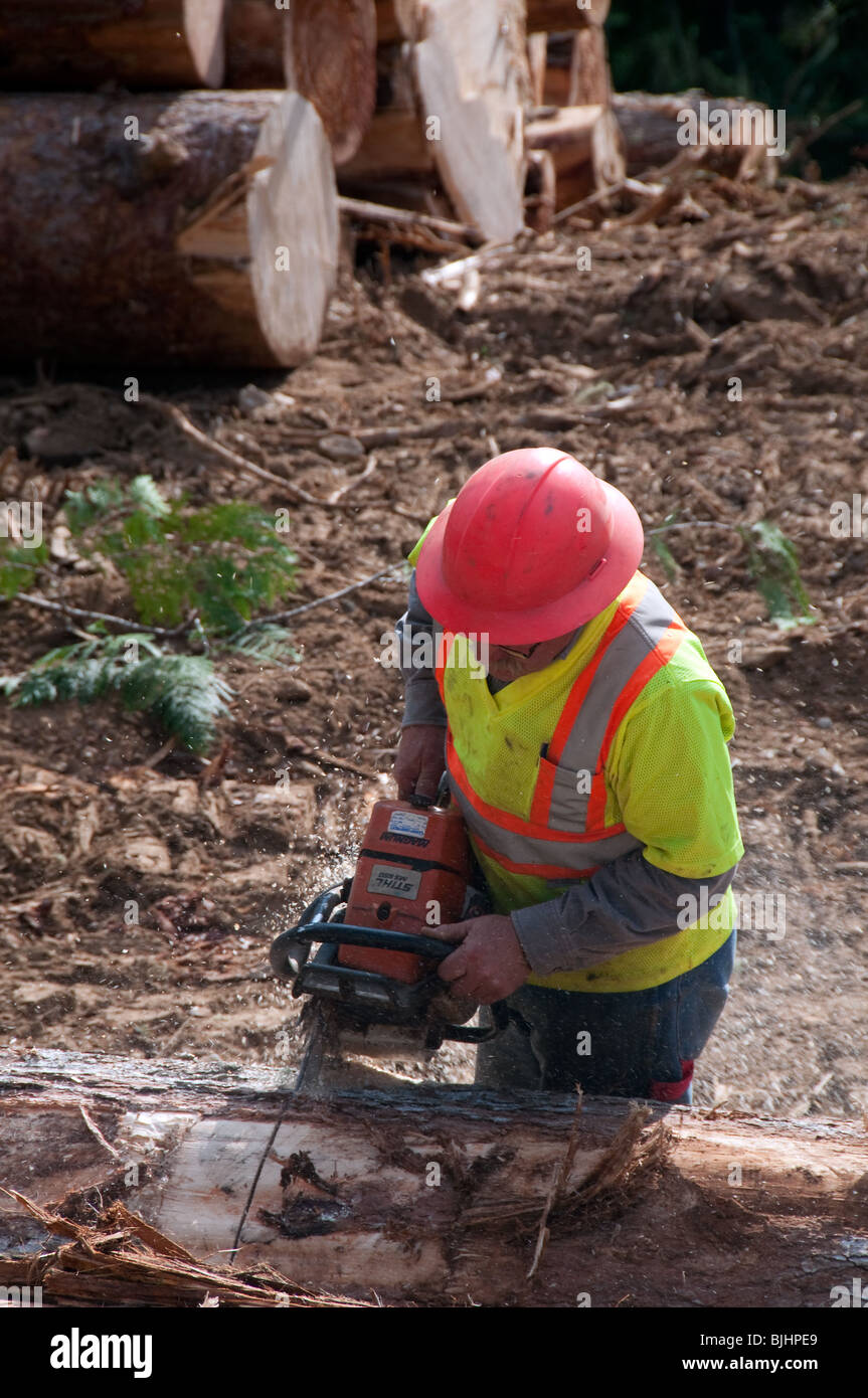 Cutting a log Stock Photo - Alamy