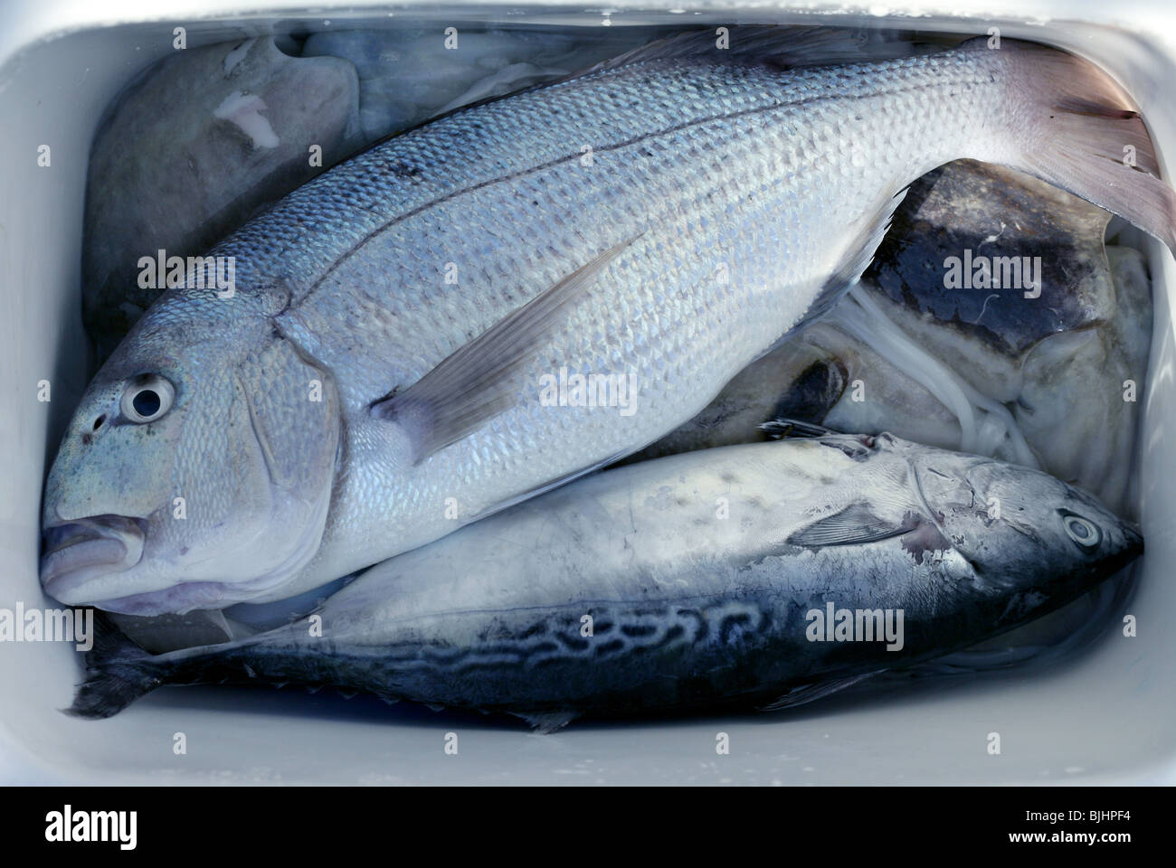 Snapper family hi-res stock photography and images - Alamy