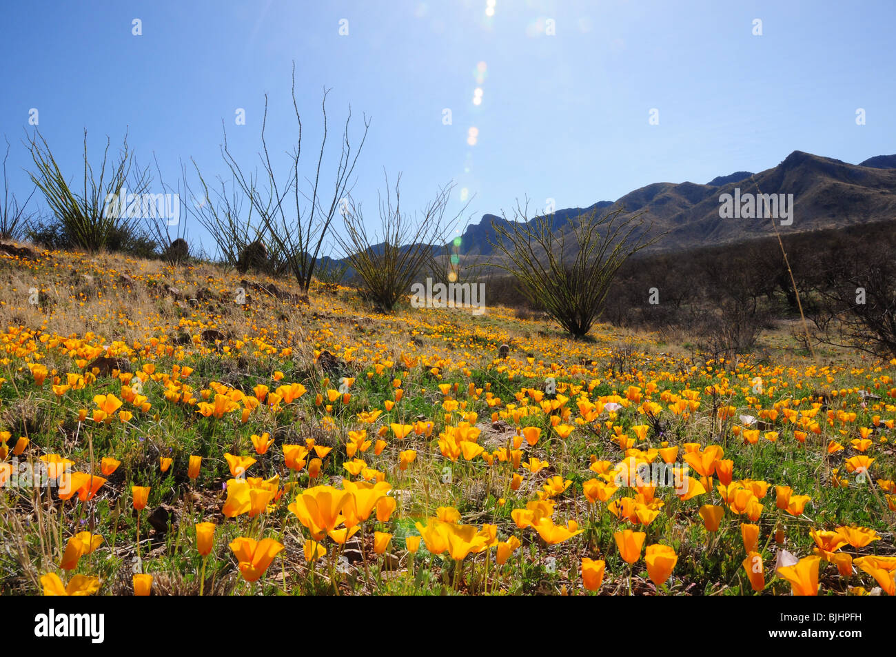 Mexican poppies, (Argemone mexicana), grow in the Sonoran Desert, Green ...