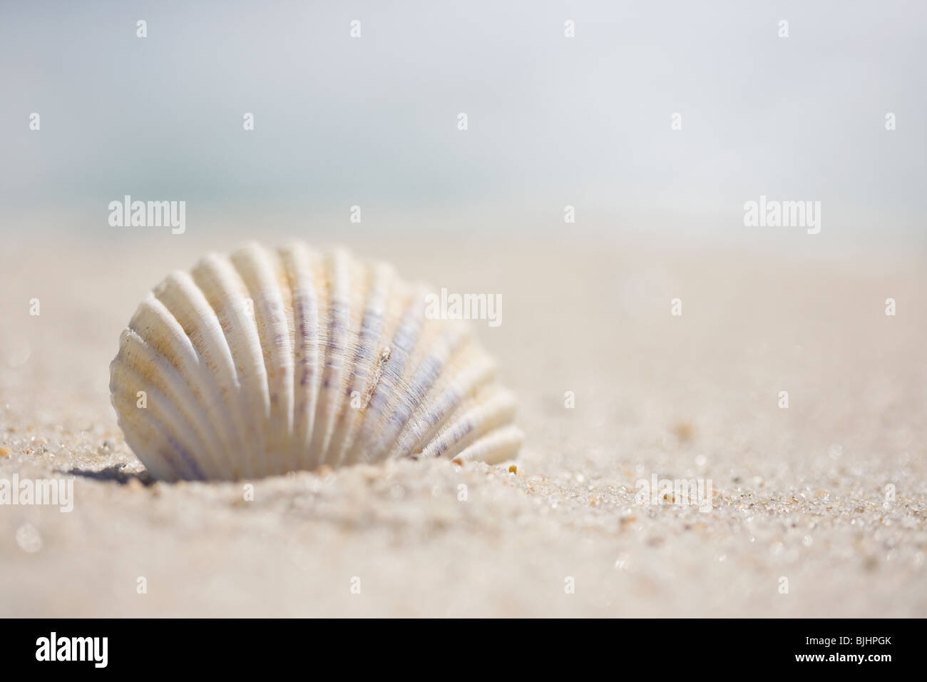 White Sea Shell High Resolution Stock Photography and Images - Alamy