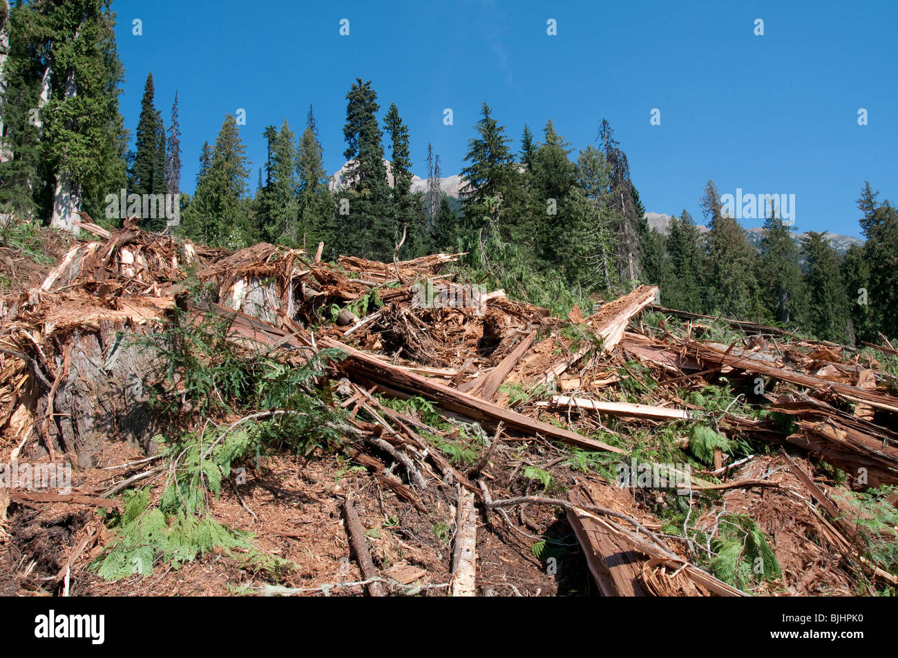Clear Cut Forest High Resolution Stock Photography and Images - Alamy