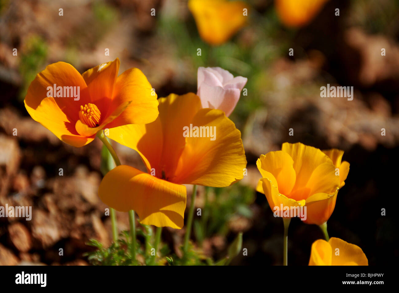 Mexican poppies, (Argemone mexicana), grow in the Sonoran Desert, Green ...