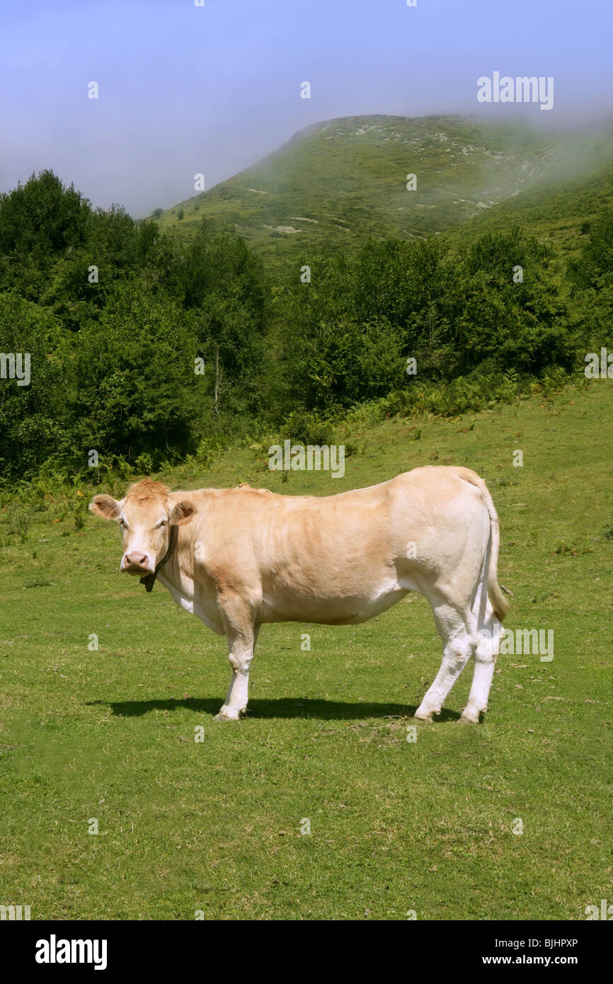 Beige cows cattle eating on the green grass meadow otudoor Stock Photo ...