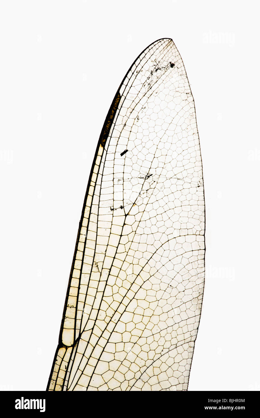 Dragonfly wing hi-res stock photography and images - Alamy