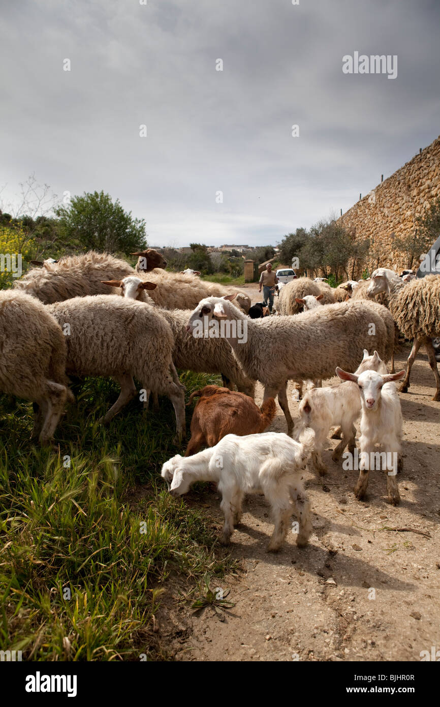 Maltese goat cheese hi-res stock photography and images - Alamy