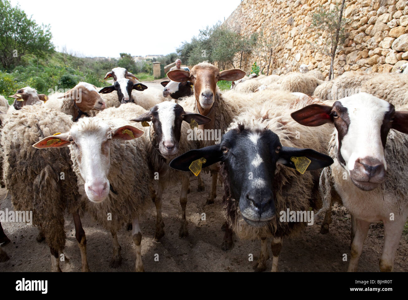 Maltese goat cheese hi-res stock photography and images - Alamy