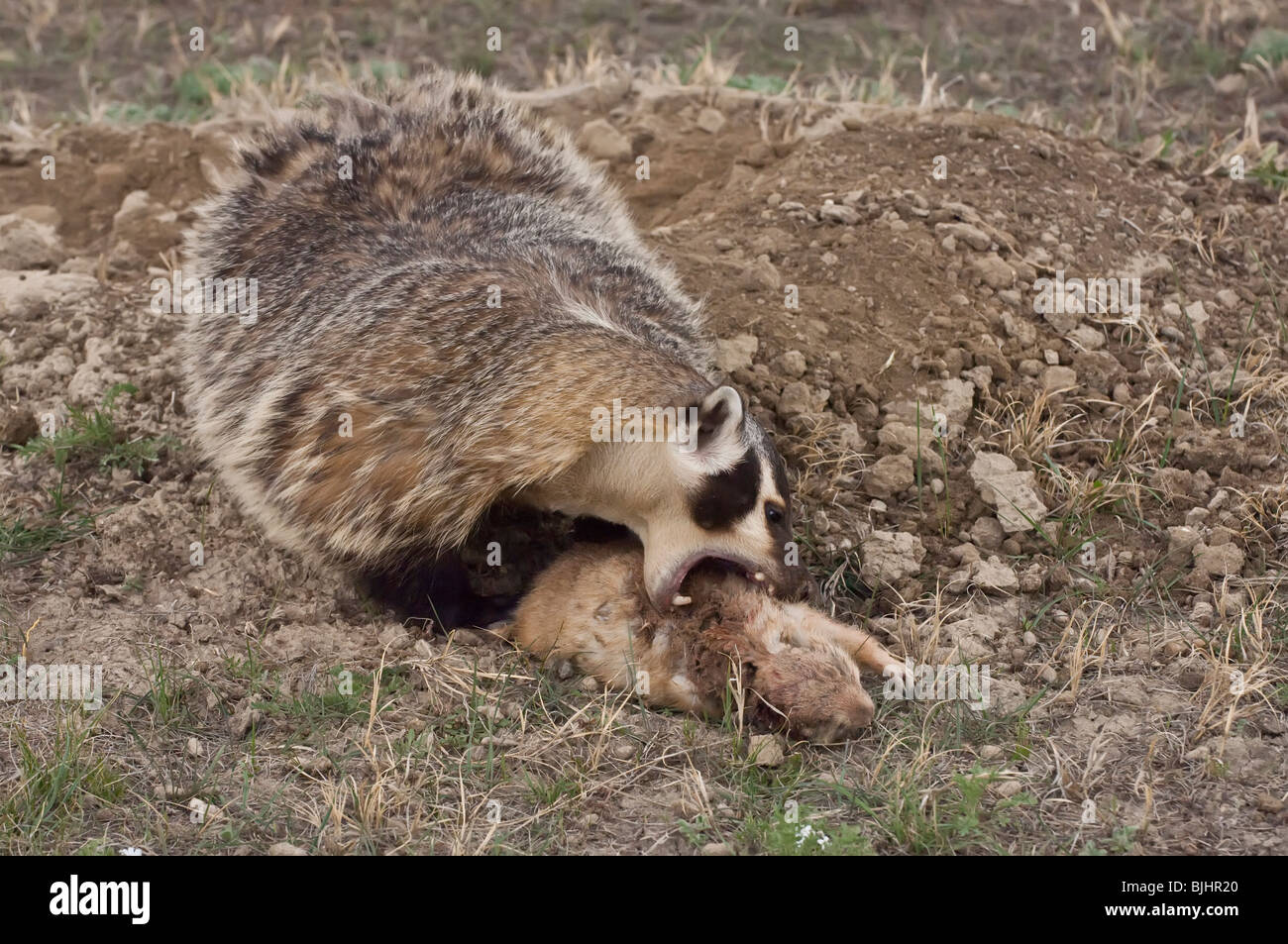 American badger, Taxidea taxus, with dead black-tailed prairie dog ...