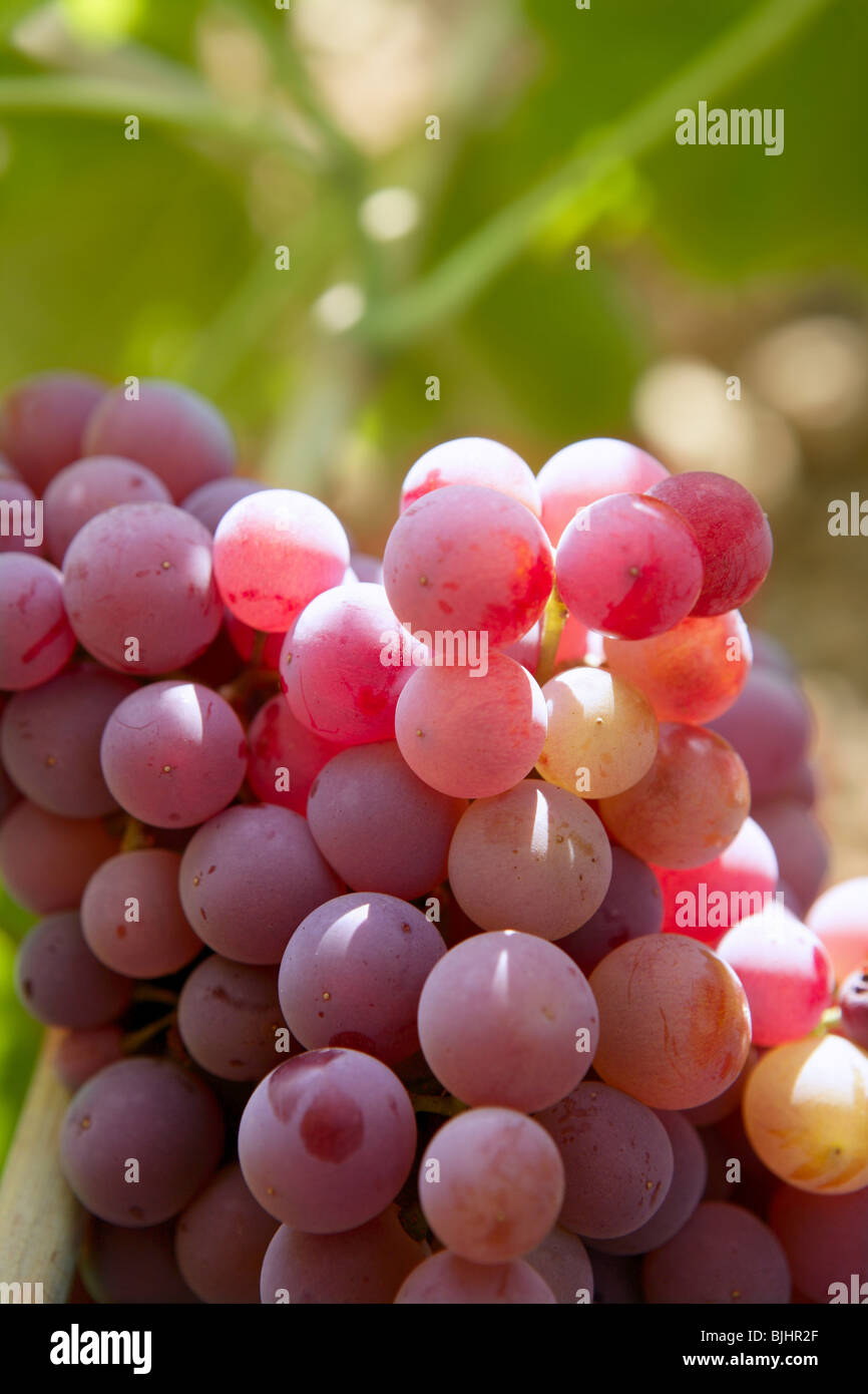 Agriculture wine red grapefruit field in Spain Stock Photo - Alamy