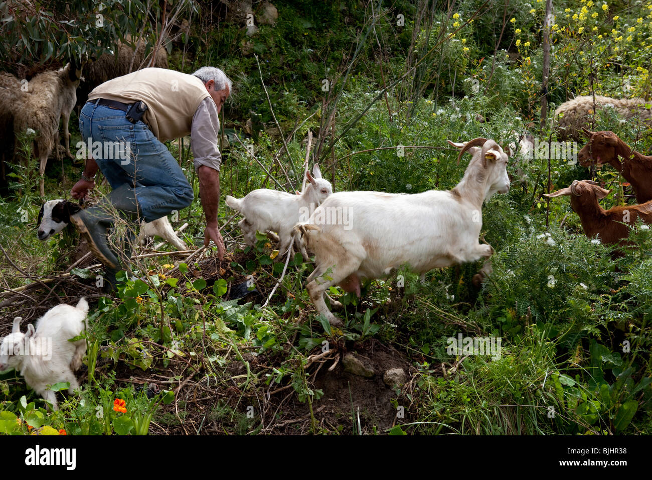 Ta' Rikkardu restaurant and Goat's Cheesemaking process, Gozo, Malta ...