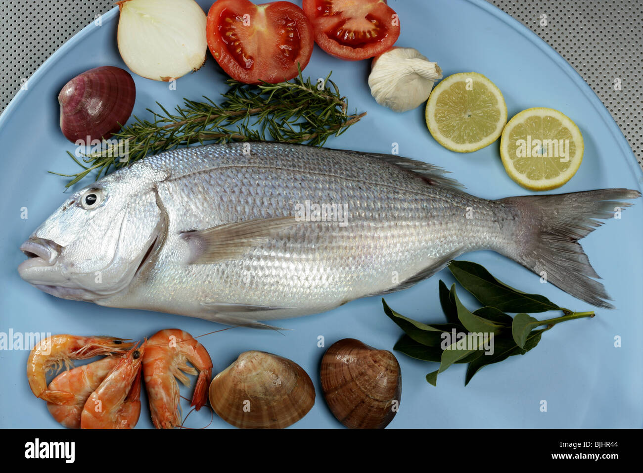 Denton, Mediterranean sparus fish, family of gilthead and snapper Stock ...