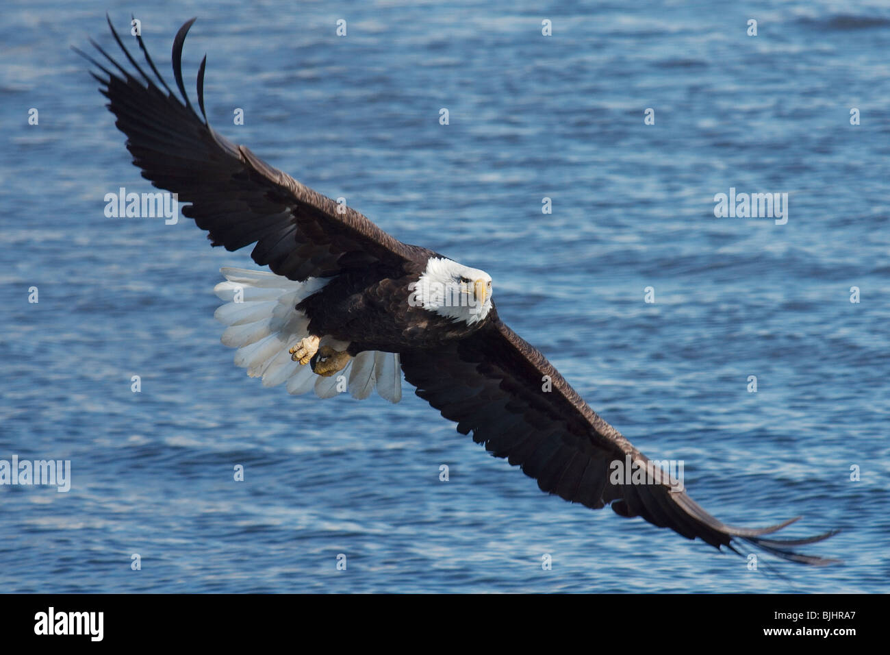 Mature Bald Eagle Stock Photo - Alamy