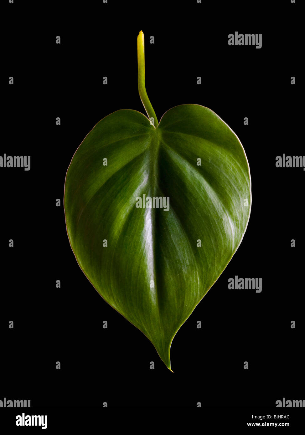 Single leaf environment hi-res stock photography and images - Alamy