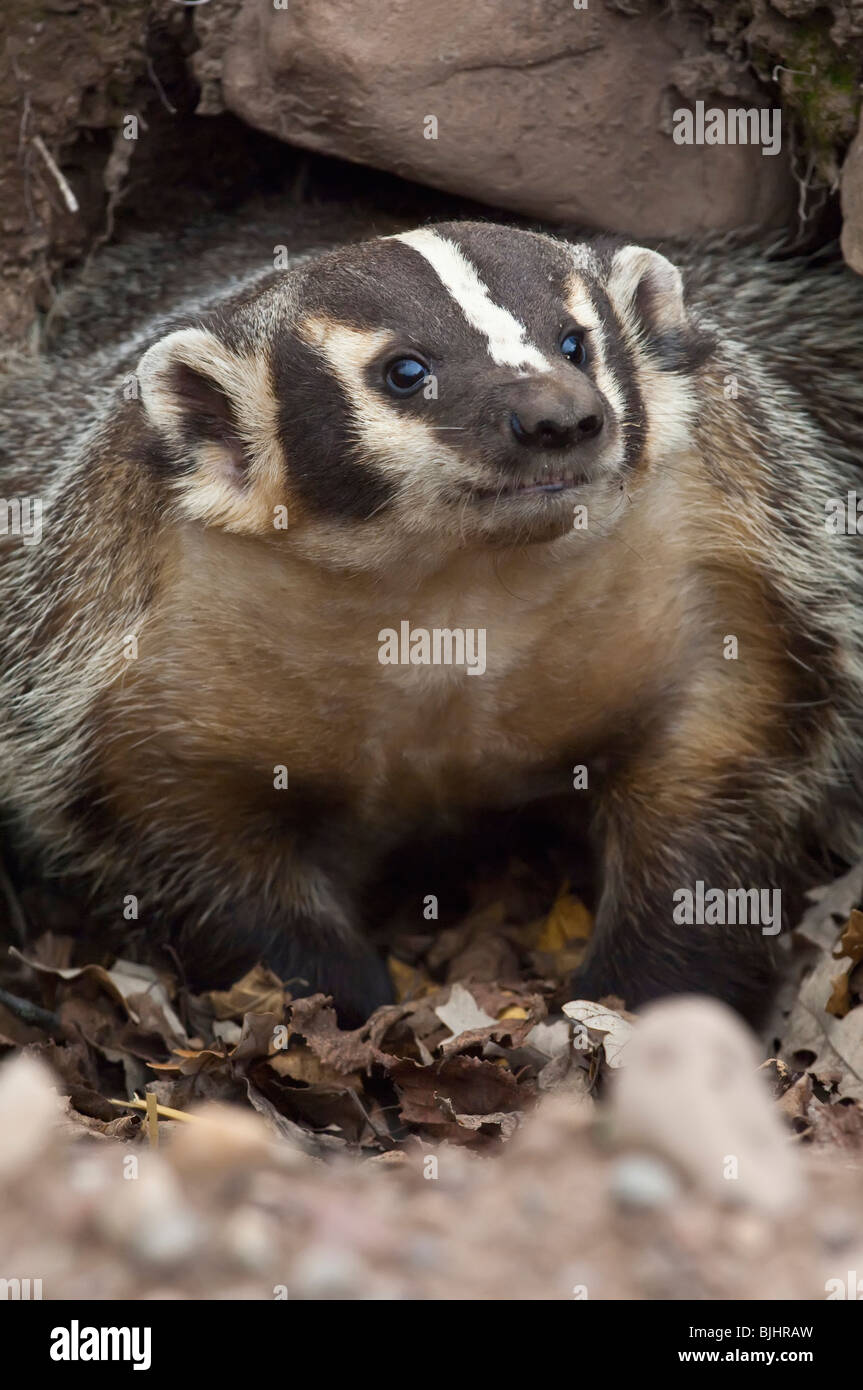 American badger, Taxidea taxus, Sandstone, Minnesota, USA Stock Photo ...