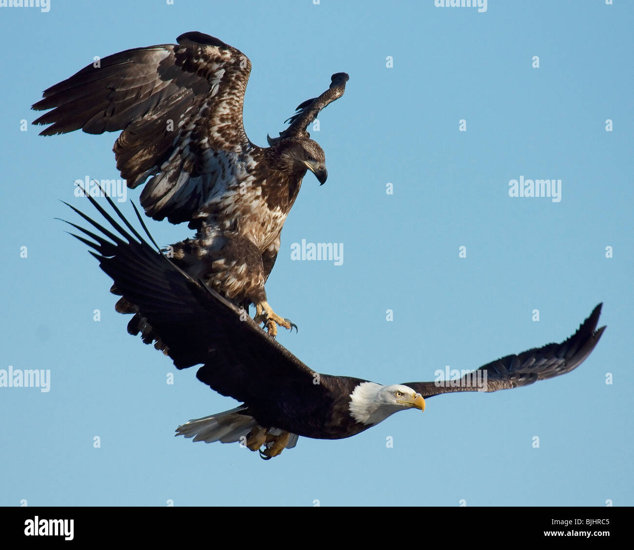 Iowa eagles hi-res stock photography and images - Alamy