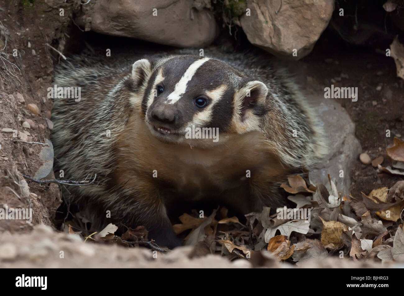American badger, Taxidea taxus, Sandstone, Minnesota, USA Stock Photo ...