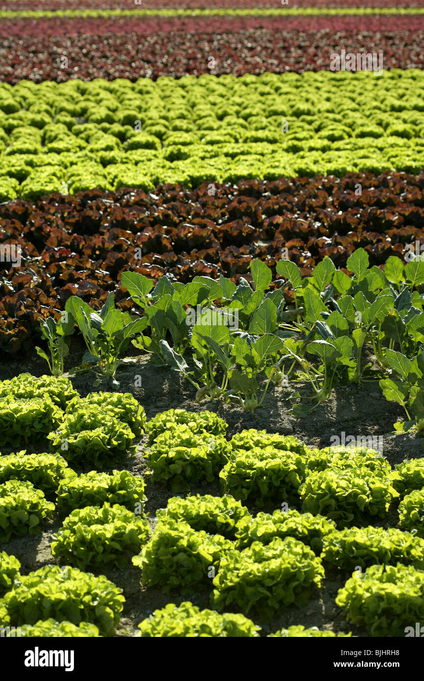 Red little baby lettuce hi-res stock photography and images - Alamy