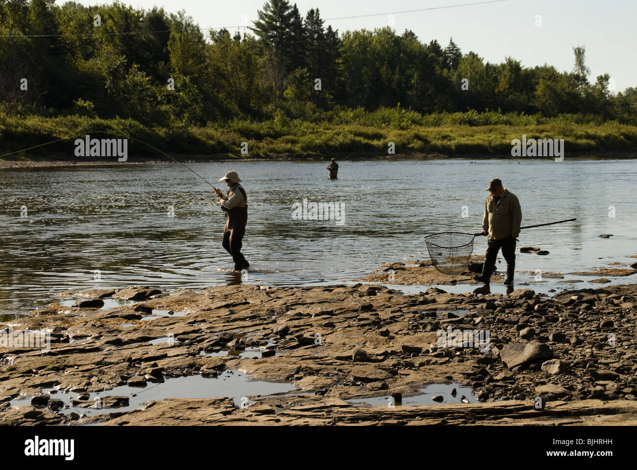 Fly fisherman playing an Atlantic salmon, Miramichi River, New ...