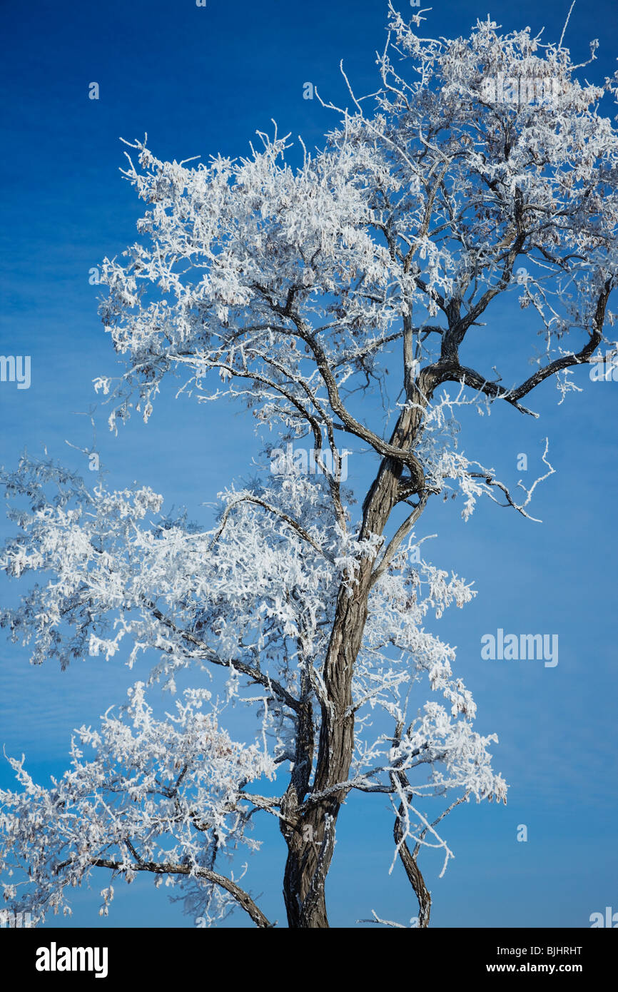 Tree in winter Stock Photo - Alamy