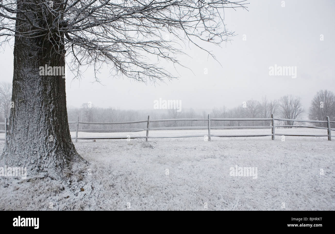 Tree in winter Stock Photo - Alamy