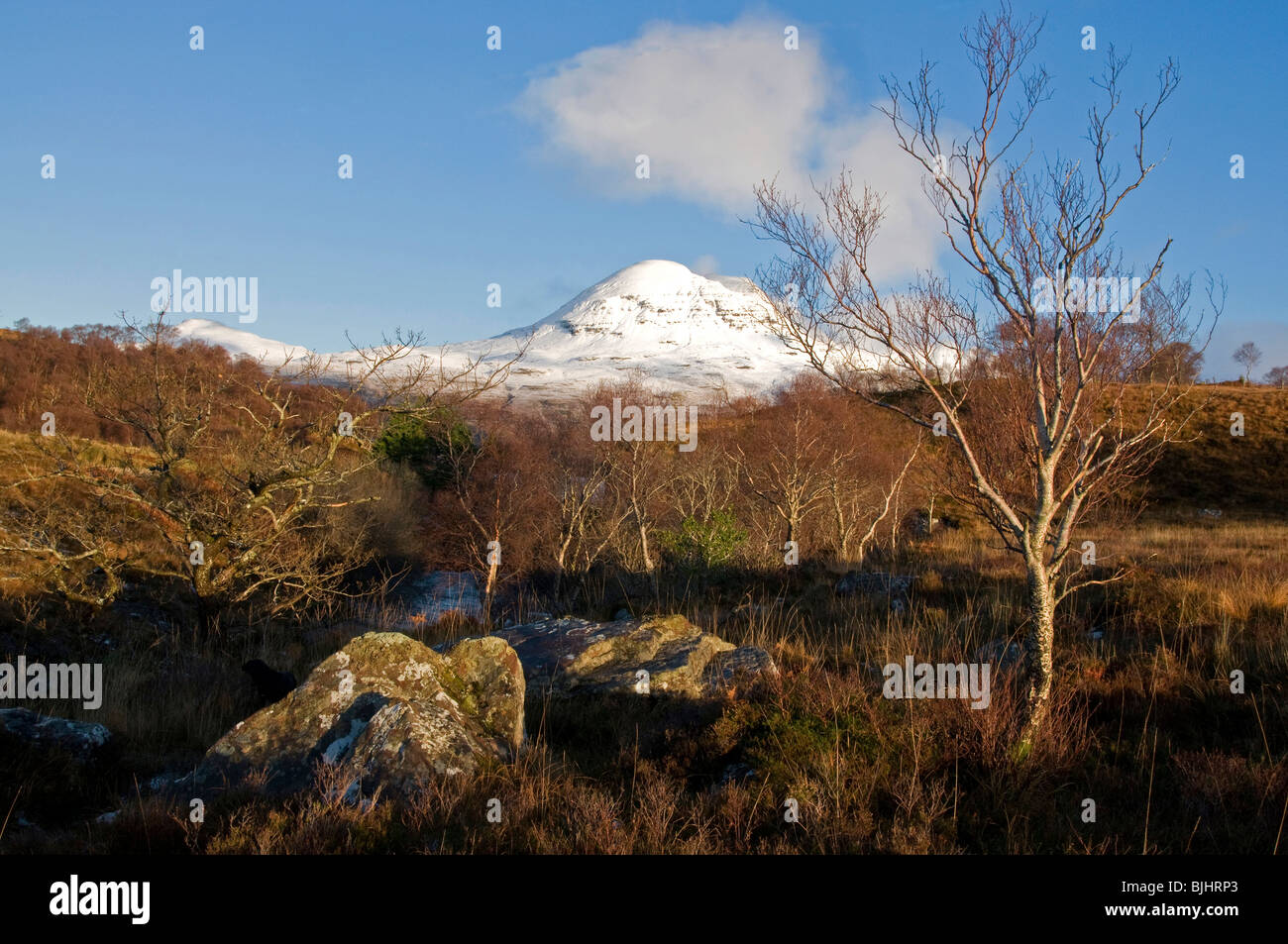 view of Ben Alligin, Torridon, from a small copse of birch trees Stock ...