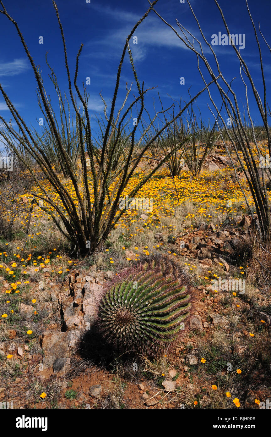 Mexican poppies, (Argemone mexicana), grow in the Sonoran Desert, Green ...