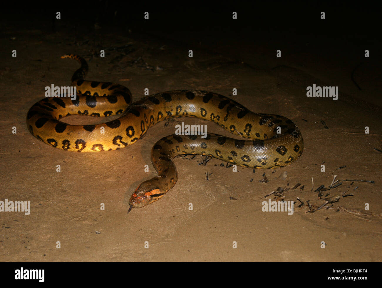 GREEN ANACONDA at night (Eunectes murinus) anacondas are predominantly ...