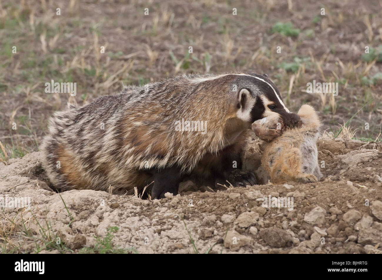 American badger, Taxidea taxus, with dead black-tailed prairie dog ...