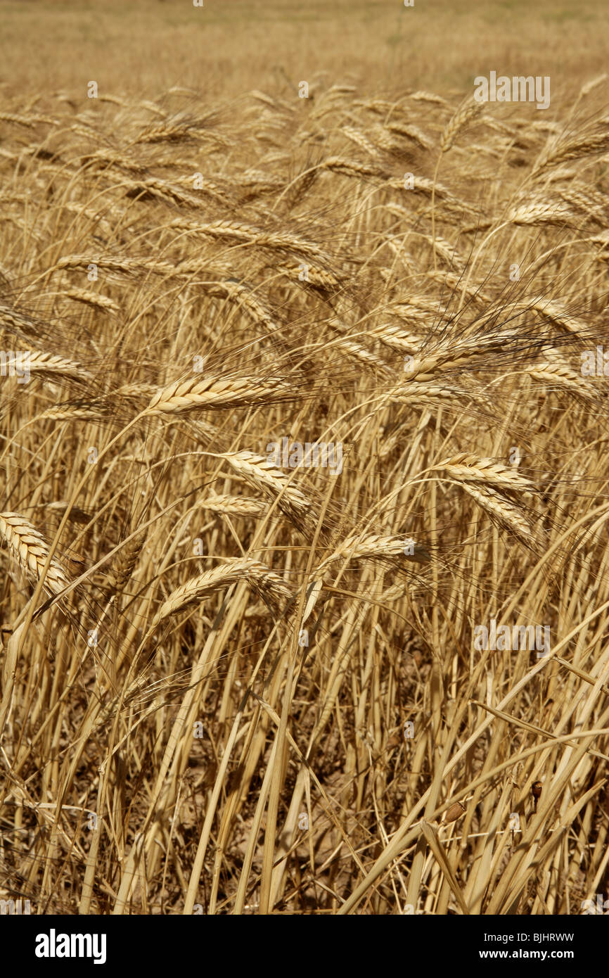 Agriculture wheat golden dried fields crop texture background Stock ...