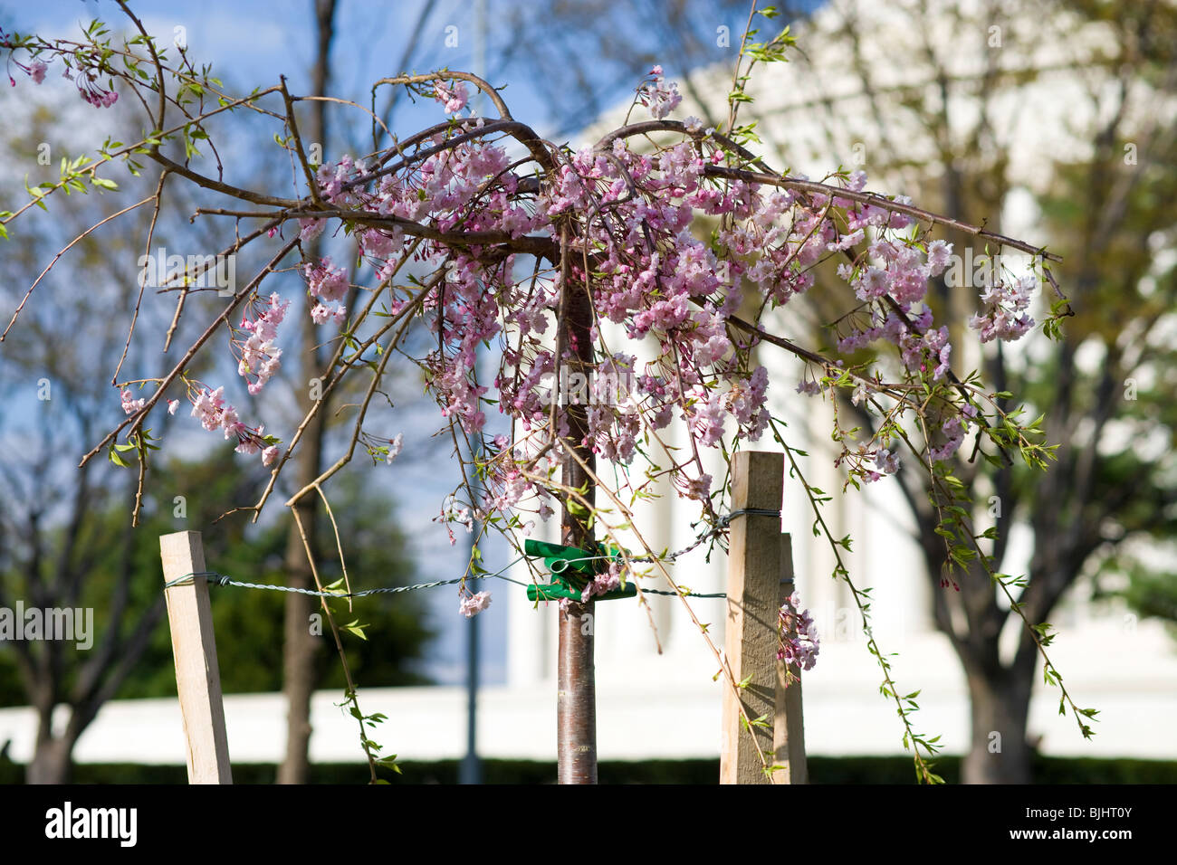 Weeping Cherry Blossom Tree