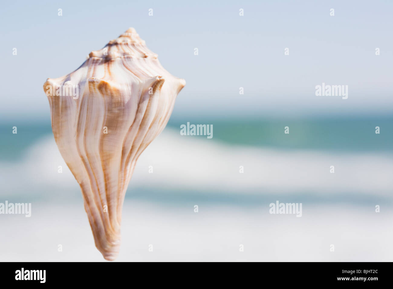 Mollusks conch hi-res stock photography and images - Alamy