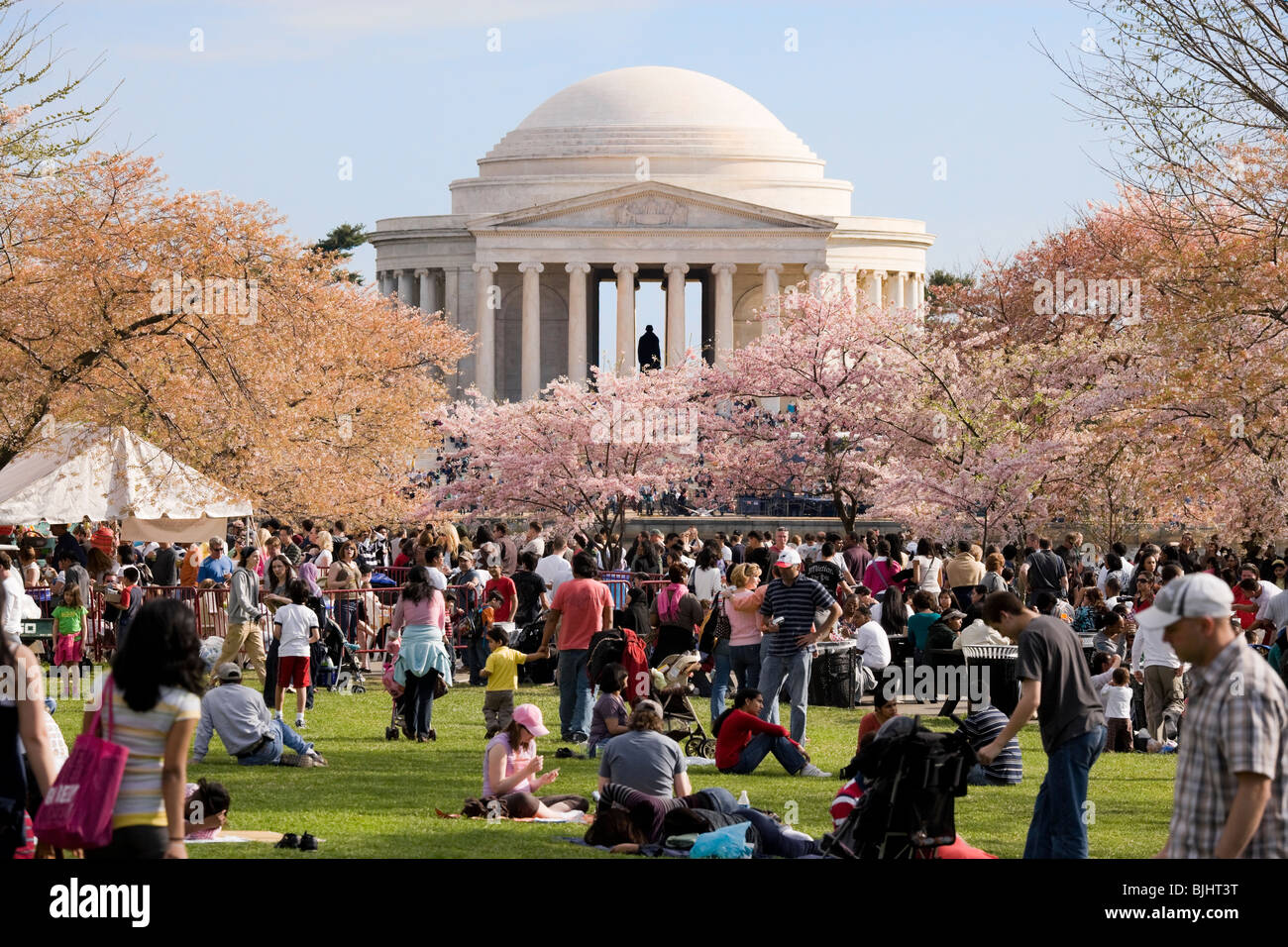 Cherry Blossoms Dc Location at Marshall Hite blog