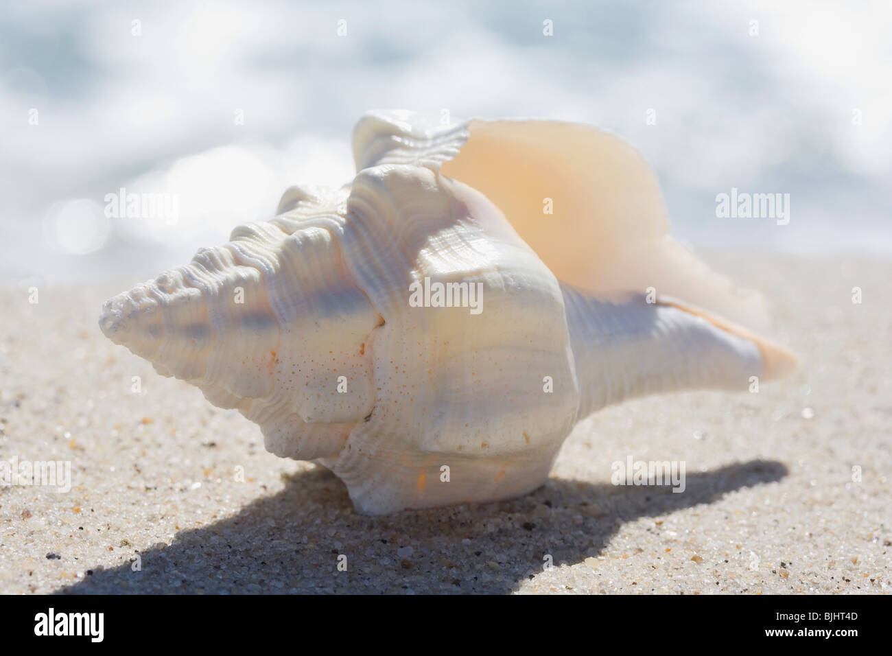Selective focus shell hi-res stock photography and images - Alamy