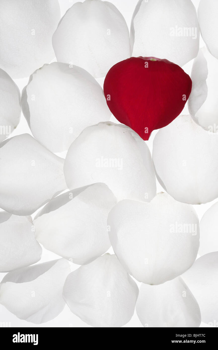 Unique, alone red rose petal between white pattern transparent ...