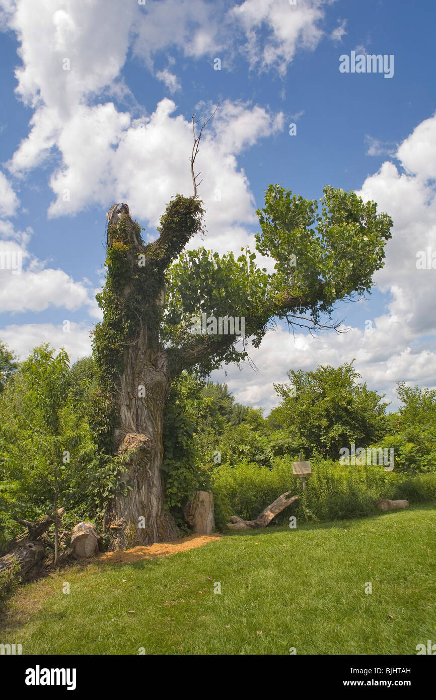 Walt Disney Dreaming Tree Stock Photo - Alamy