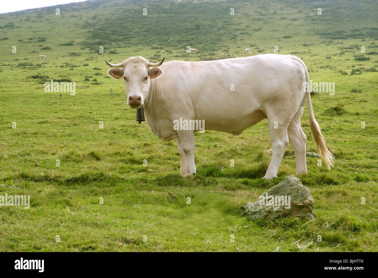 Beige cows cattle eating on the green grass meadow outdoor Stock Photo ...