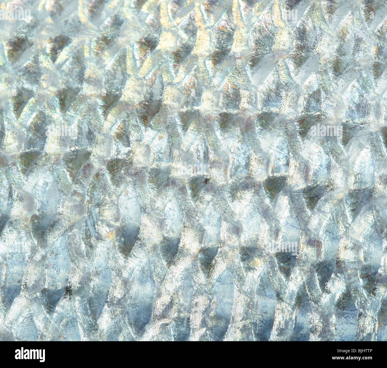 Denton, Mediterranean sparus fish, family of gilthead and snapper Stock ...