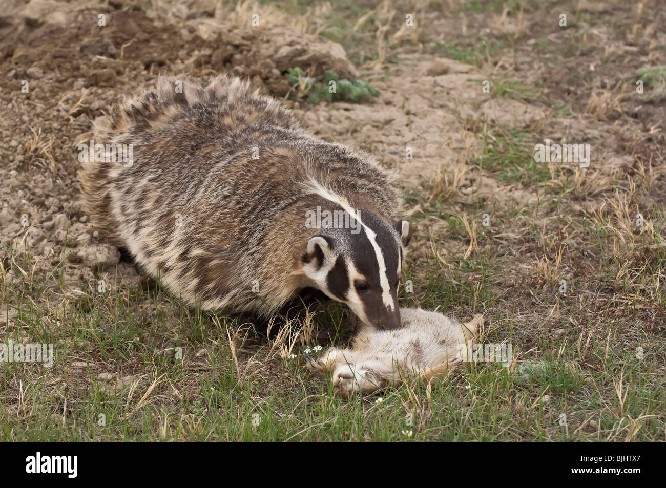 American badger, Taxidea taxus, with dead black-tailed prairie dog ...