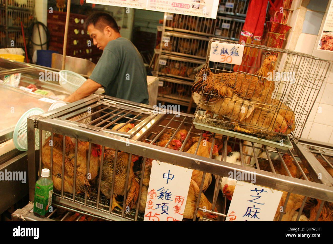 Live chickens for sale, and slaughter, in one of the many market places ...