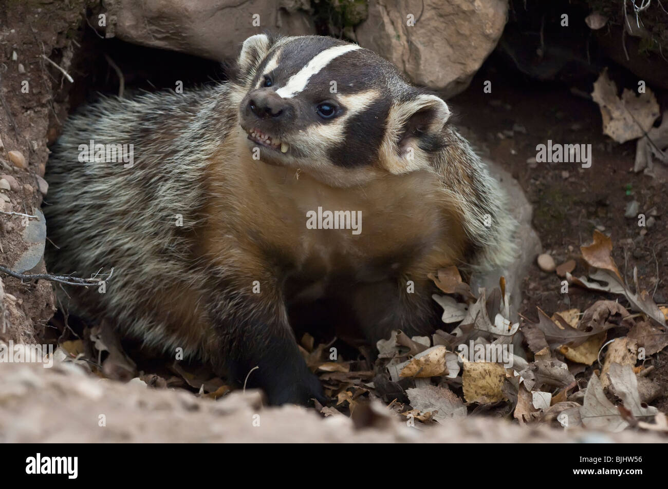 American badger, Taxidea taxus, Sandstone, Minnesota, USA Stock Photo ...