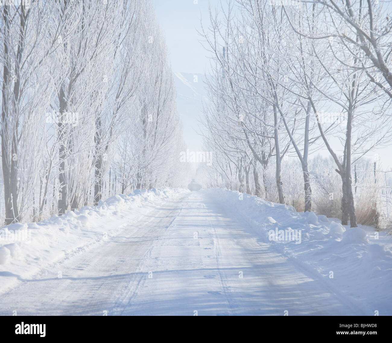 Rural road lined trees hi-res stock photography and images - Alamy