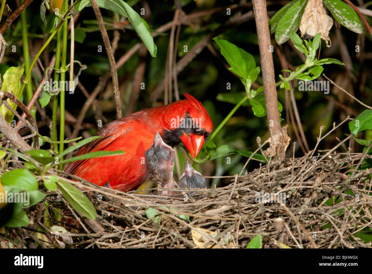 Cardinal nest hi-res stock photography and images - Alamy