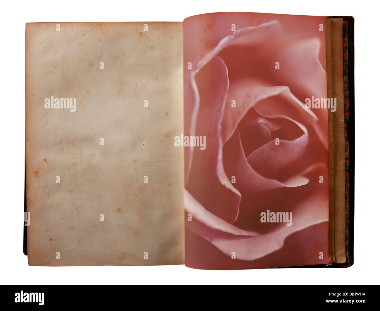 Rose printed on the pages of an open aged old book Stock Photo - Alamy