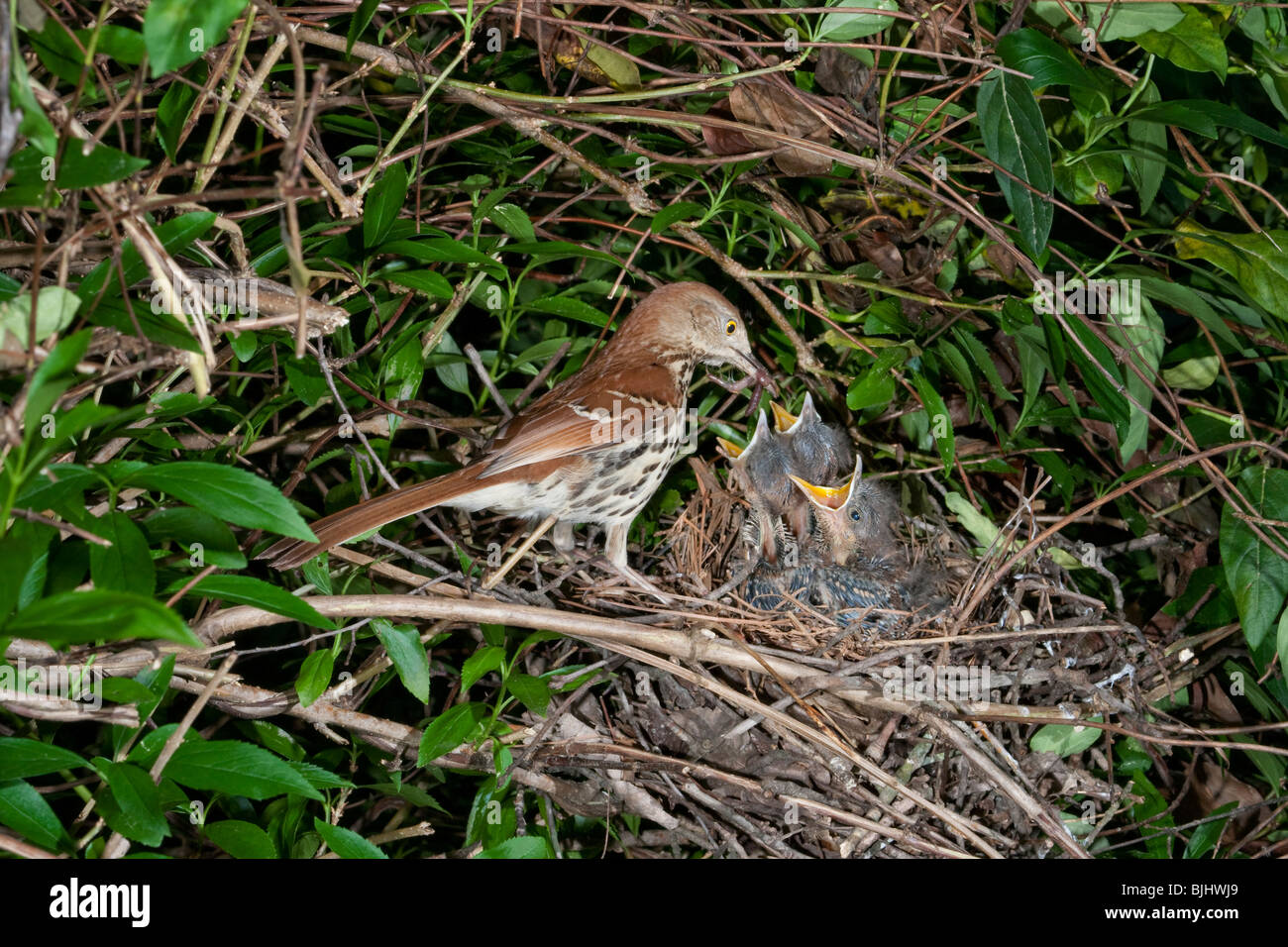 Female brown thrasher (Toxostoma rufum) feeding nestlings, Georgia, USA ...