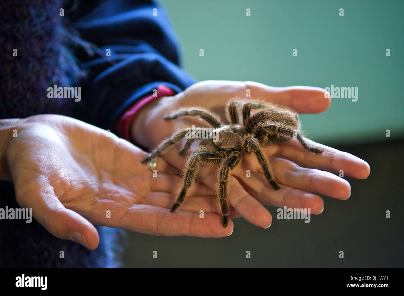 American tarantula spider hi-res stock photography and images - Alamy