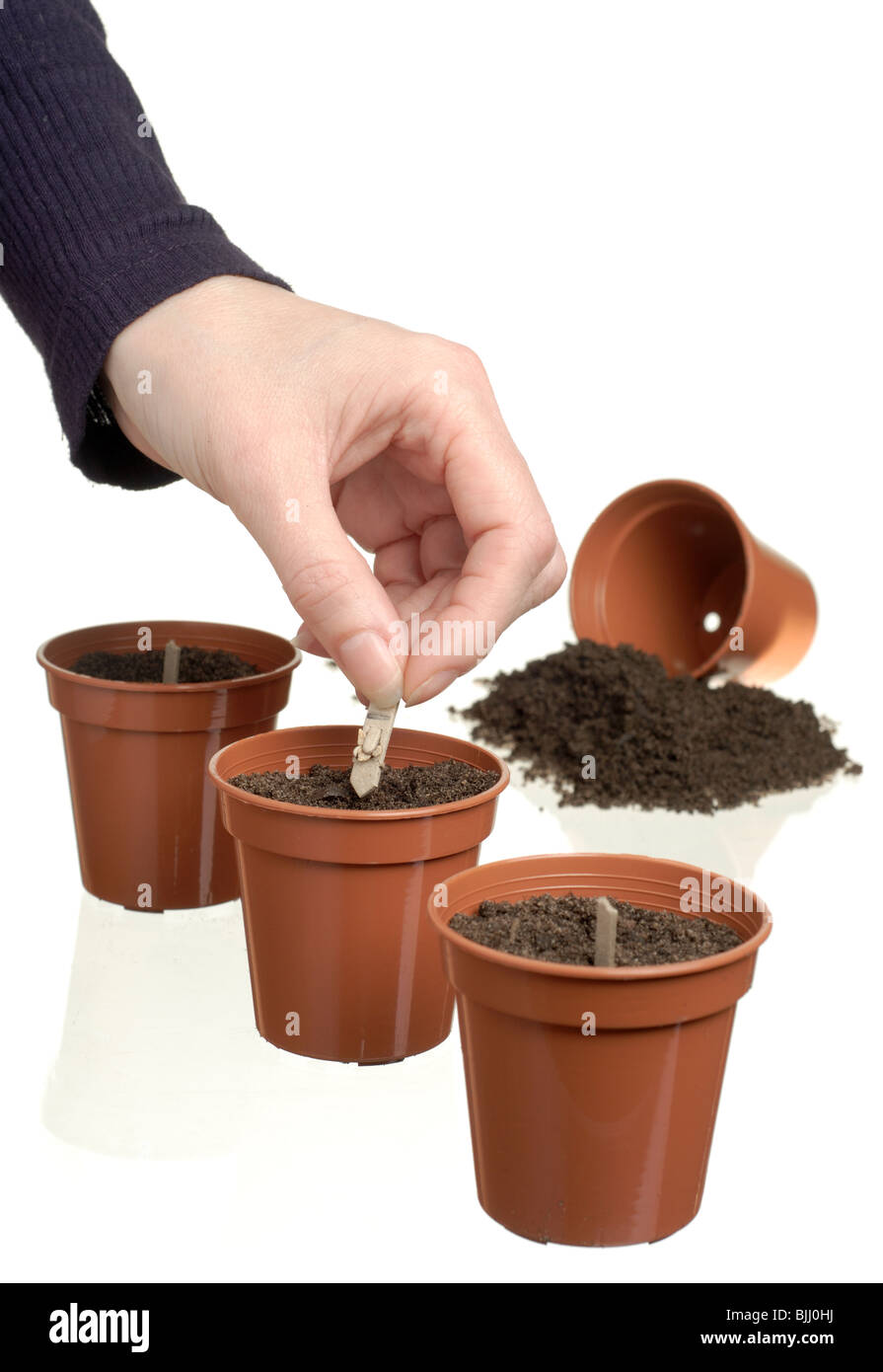 Seed sticks hi-res stock photography and images - Alamy