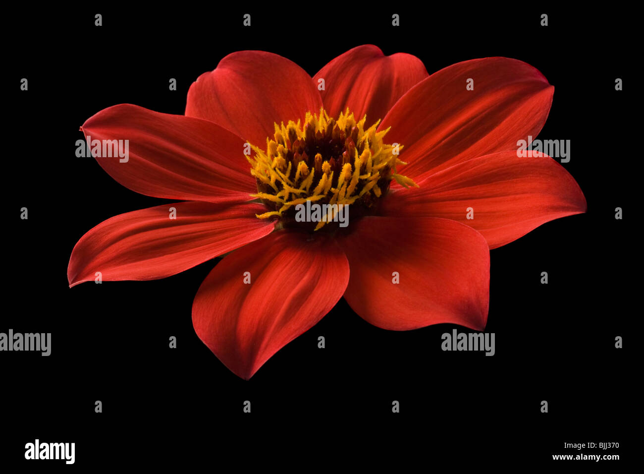 Detailed blossom hi-res stock photography and images - Alamy