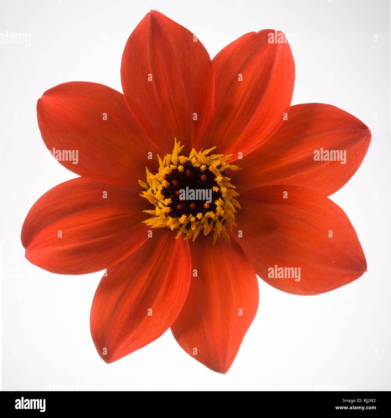 Detailed bloom hi-res stock photography and images - Alamy