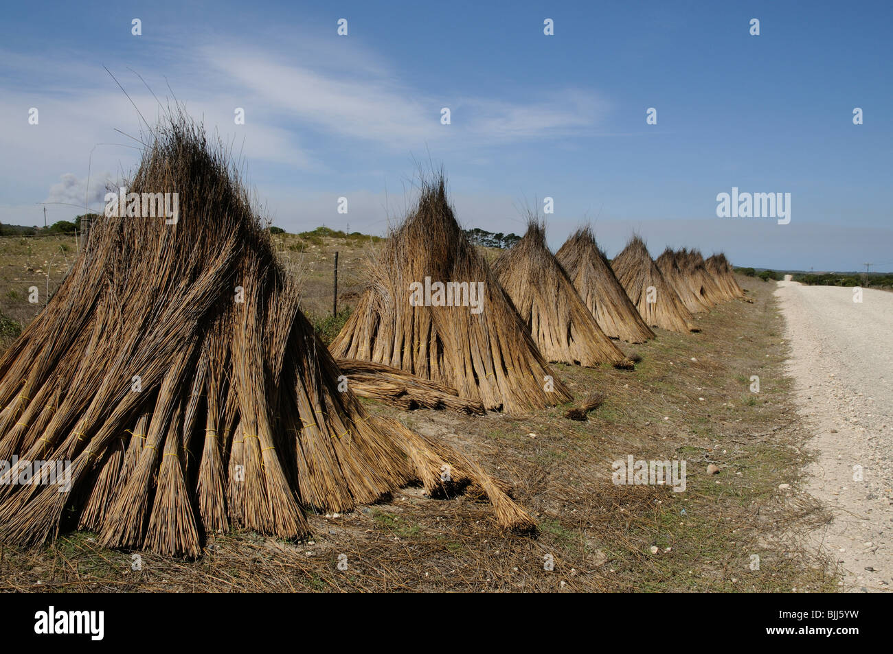 Thatching grass hi-res stock photography and images - Alamy