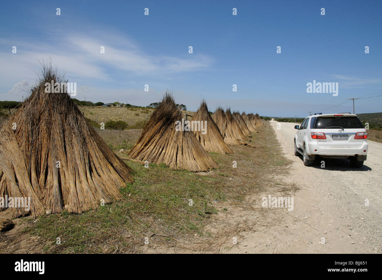 Thatching grass drying on the roadside in the Duiwenhoks River region ...